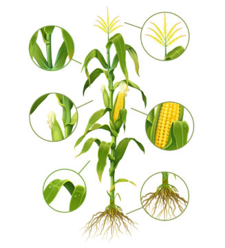 Corn Pests - Canadian Corn Pest Coalition (CCPC)